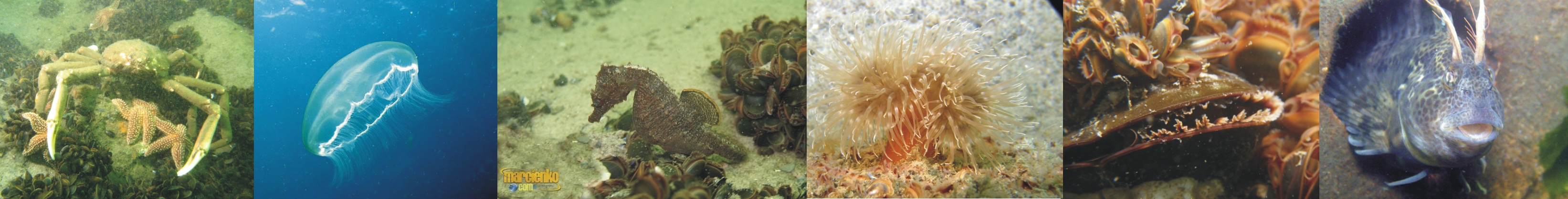 Underwater_classroom
